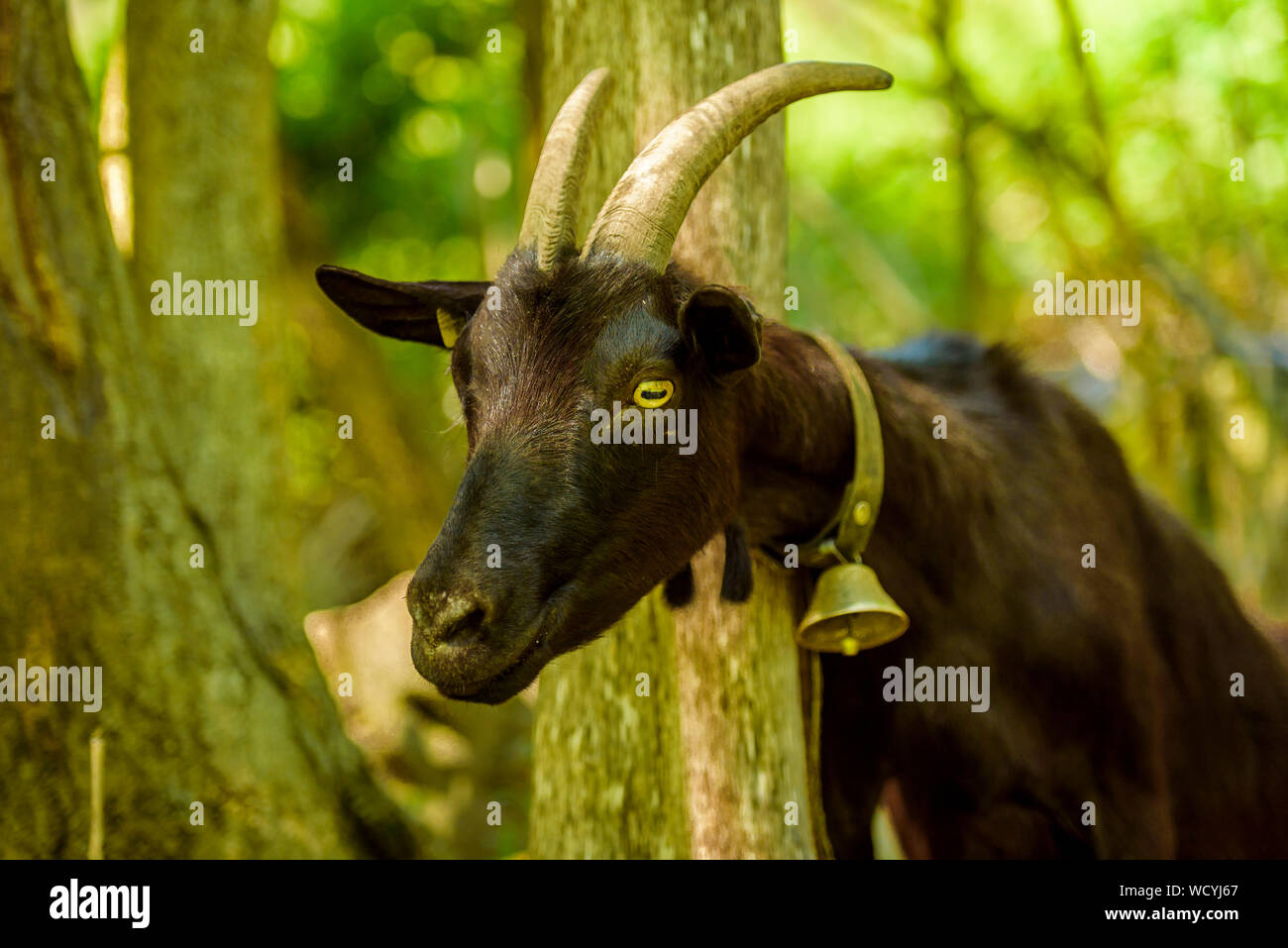 The goat tree hi-res stock photography and images - Alamy