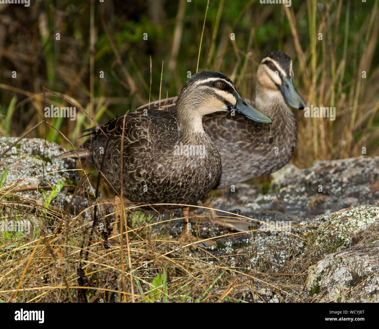 Pair of Australian Pacific black ducks, Anas superciliosa, wandering ...