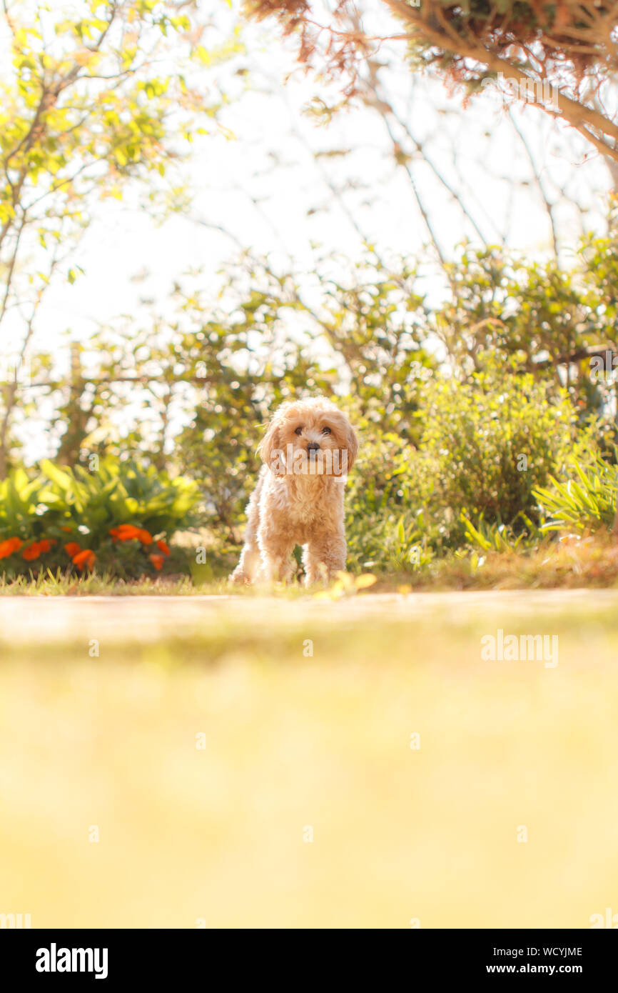 Maltipoo standing hi-res stock photography and images - Alamy