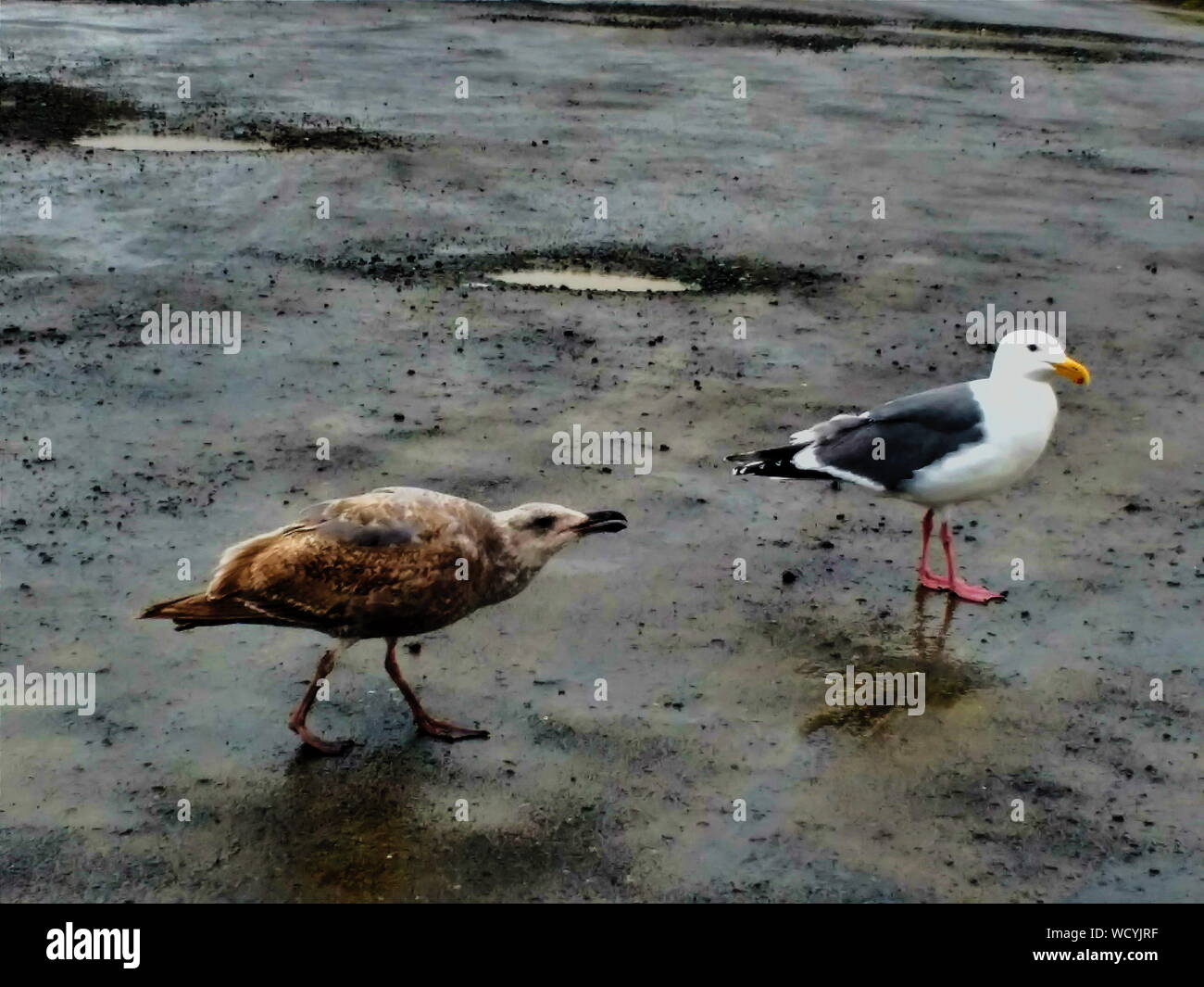 Wet birds hi-res stock photography and images - Alamy