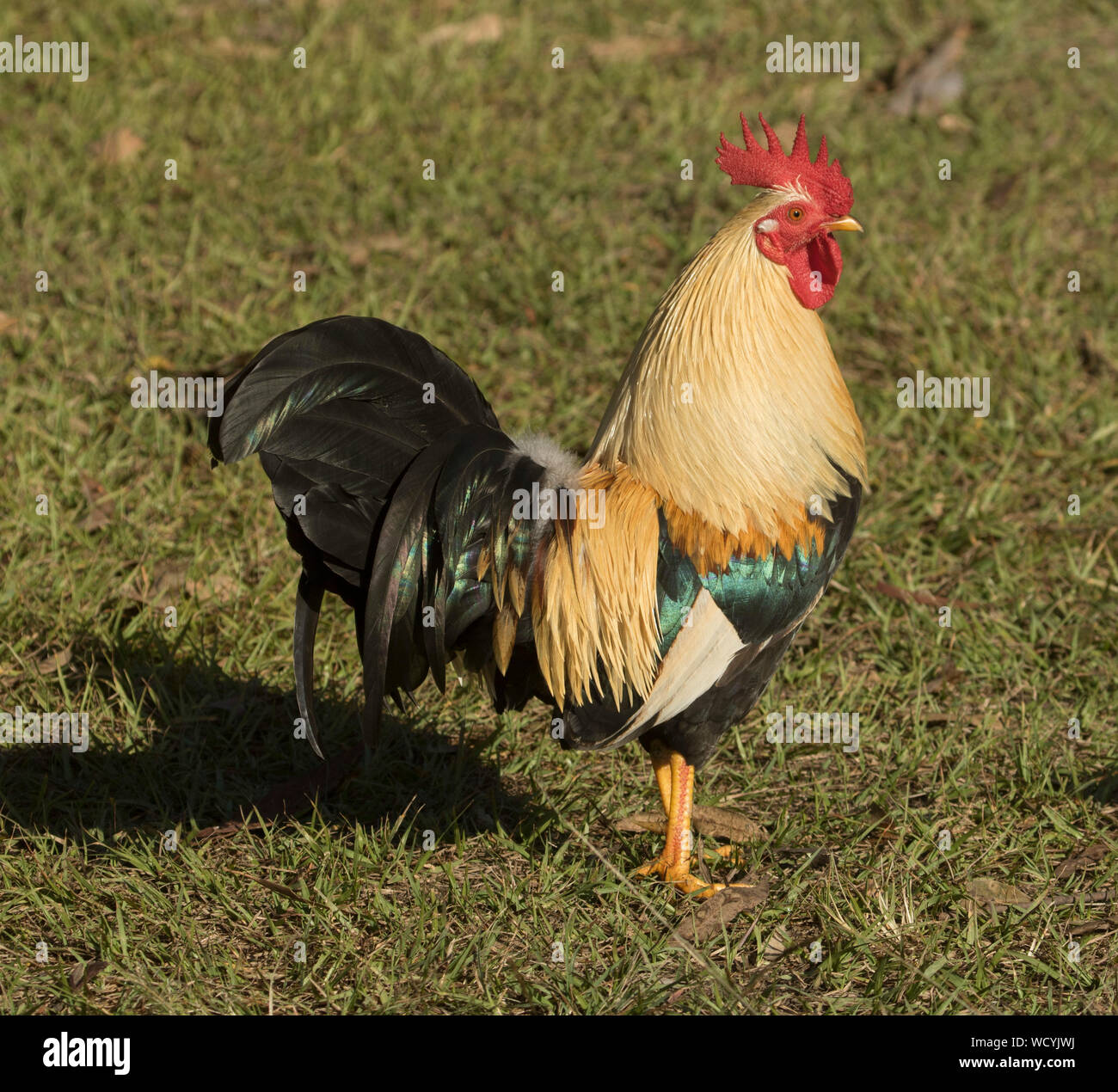 Black Rooster High Resolution Stock Photography and Images - Alamy