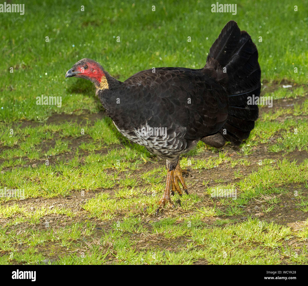 Australian Scrub / Brush Turkey, Alectura lathami, wandering across ...