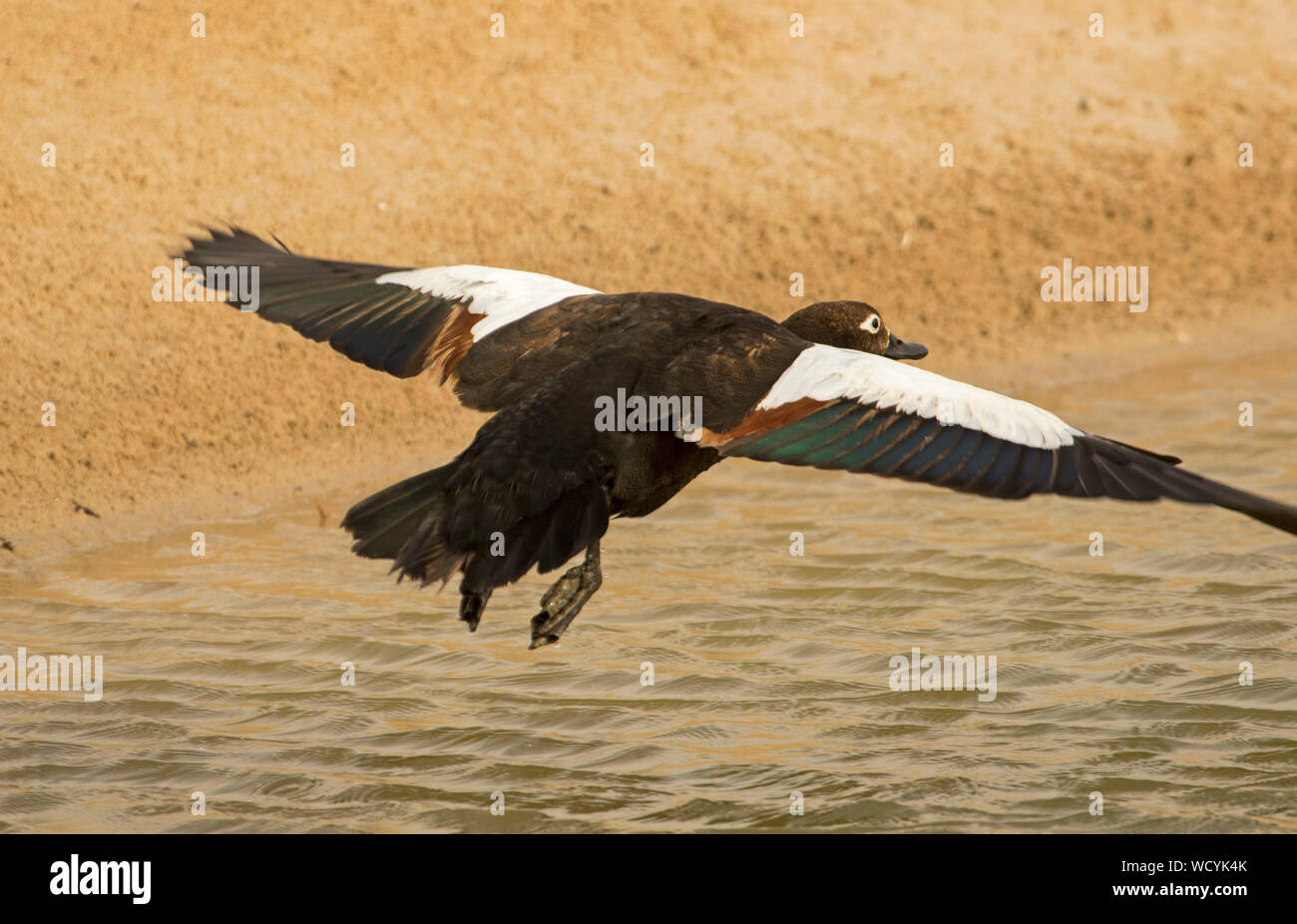Female Australian Shelduck, Tadorna tadornoides, in flight over pool of ...