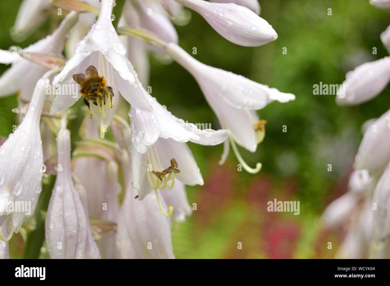 Fresia fiore hi-res stock photography and images - Alamy