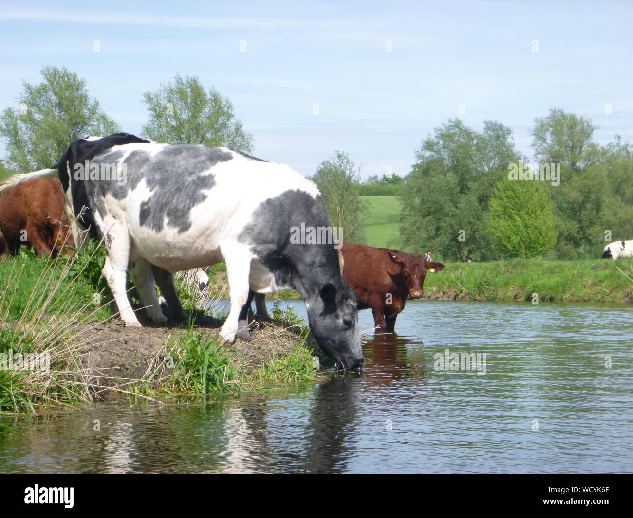 Cows water hi-res stock photography and images - Alamy