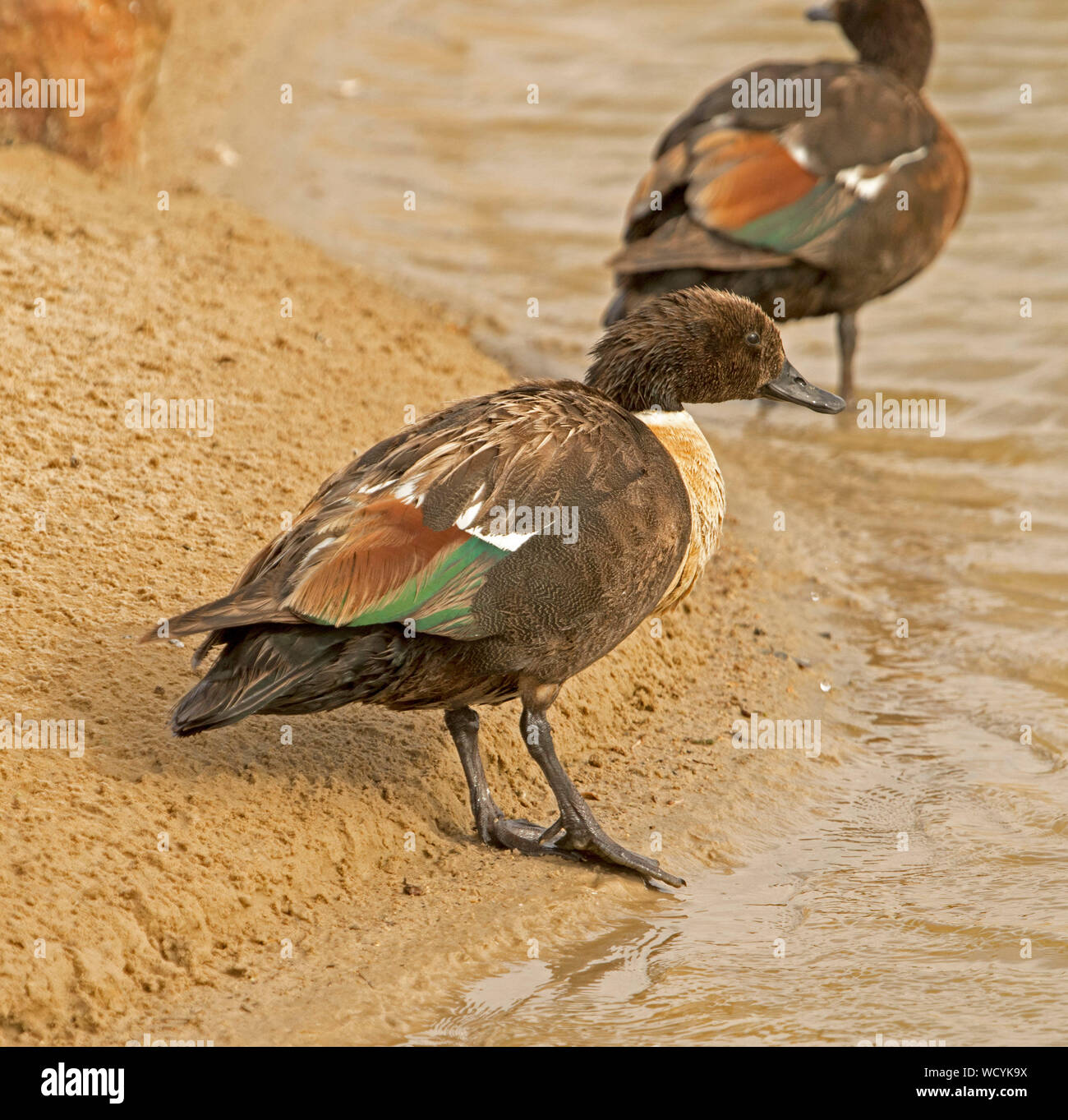 Outback birds hi-res stock photography and images - Alamy