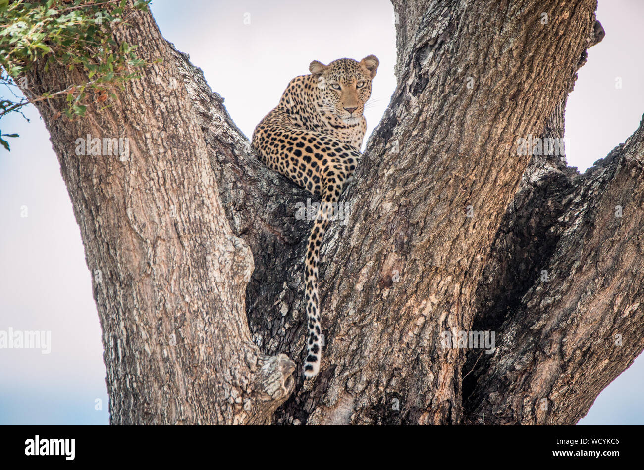 Leopard Sitting On Tree High Resolution Stock Photography and Images ...