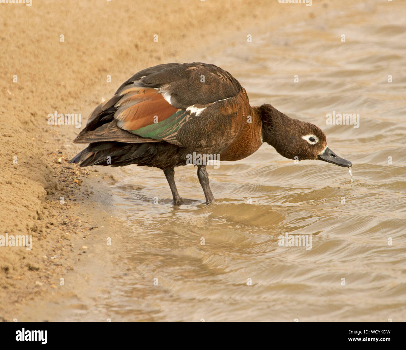 Female Australian Shelduck, Tadorna tadornoides, wading in pool of ...