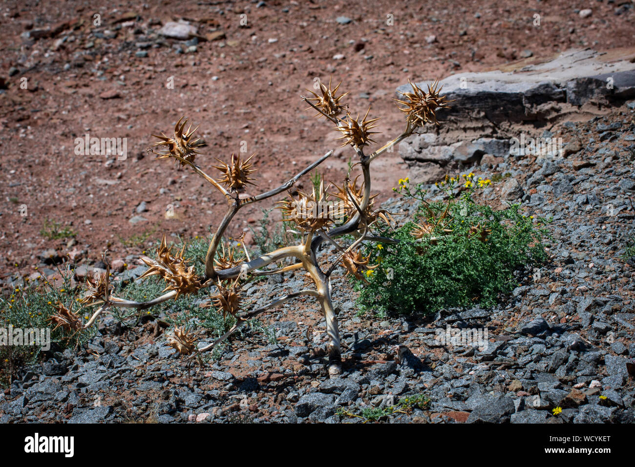 Semi Desert Plant High Resolution Stock Photography and Images - Alamy