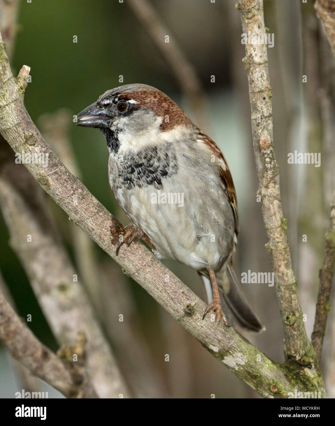 Common House Sparrow, Passer domesticus, perched on stem of deciduous ...