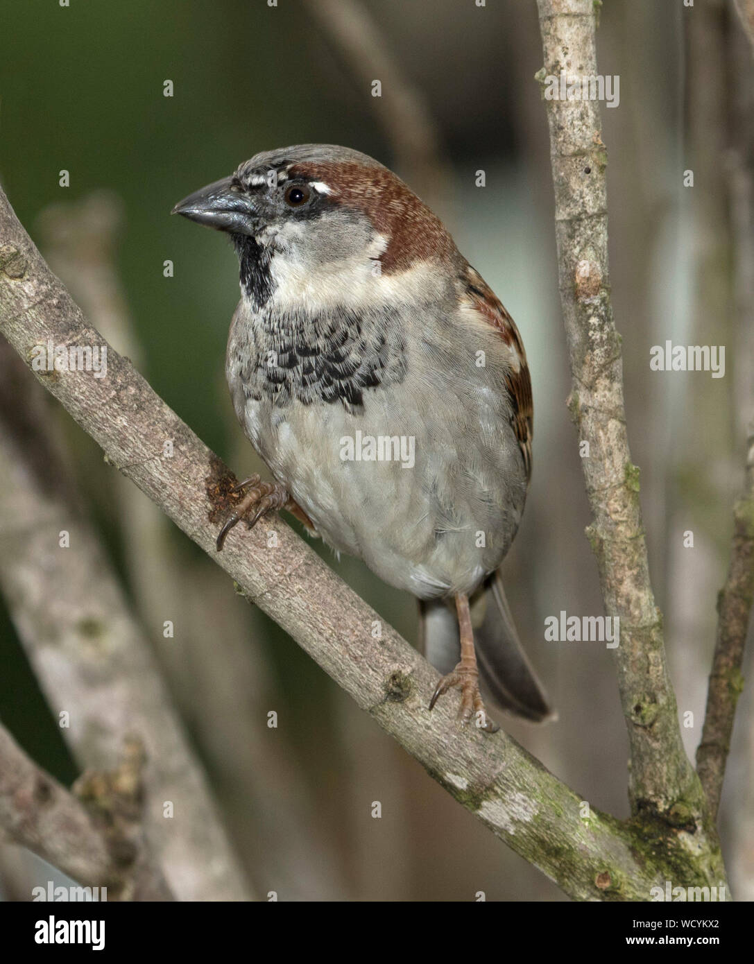 Common House Sparrow, Passer domesticus, perched on stem of deciduous ...