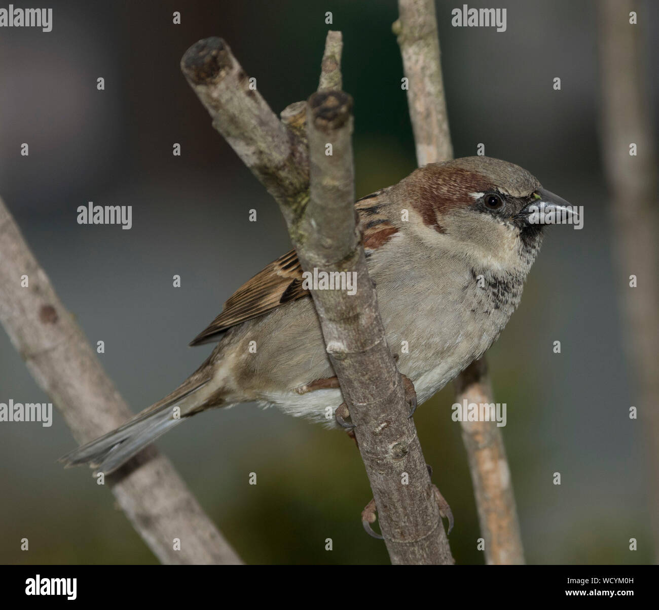 Common House Sparrow, Passer domesticus, perched on stem of deciduous ...