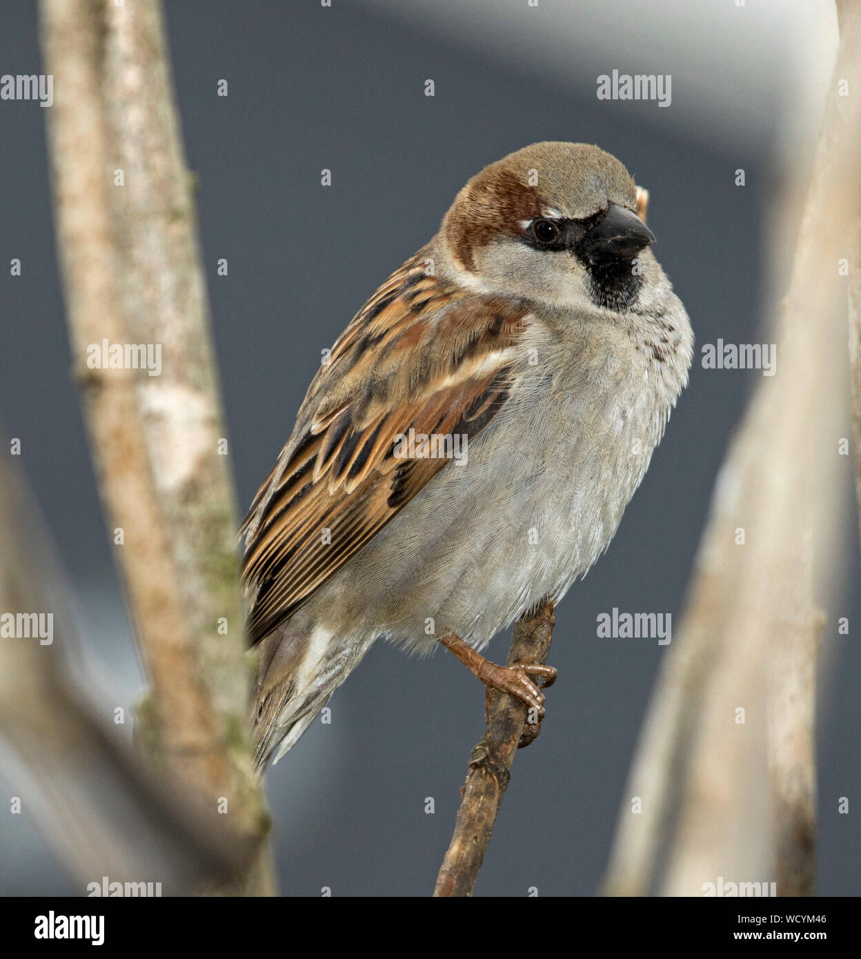 Common House Sparrow, Passer domesticus, perched on stem of deciduous ...