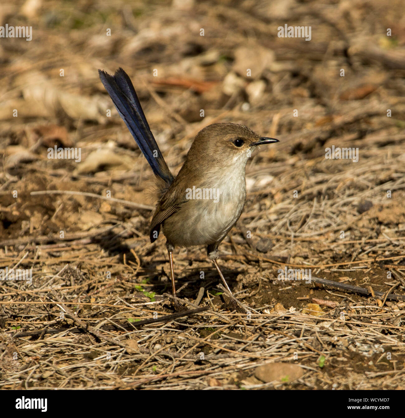 Male Australian Superb Fairywren, Malurus cyaneus, in non-breeding ...