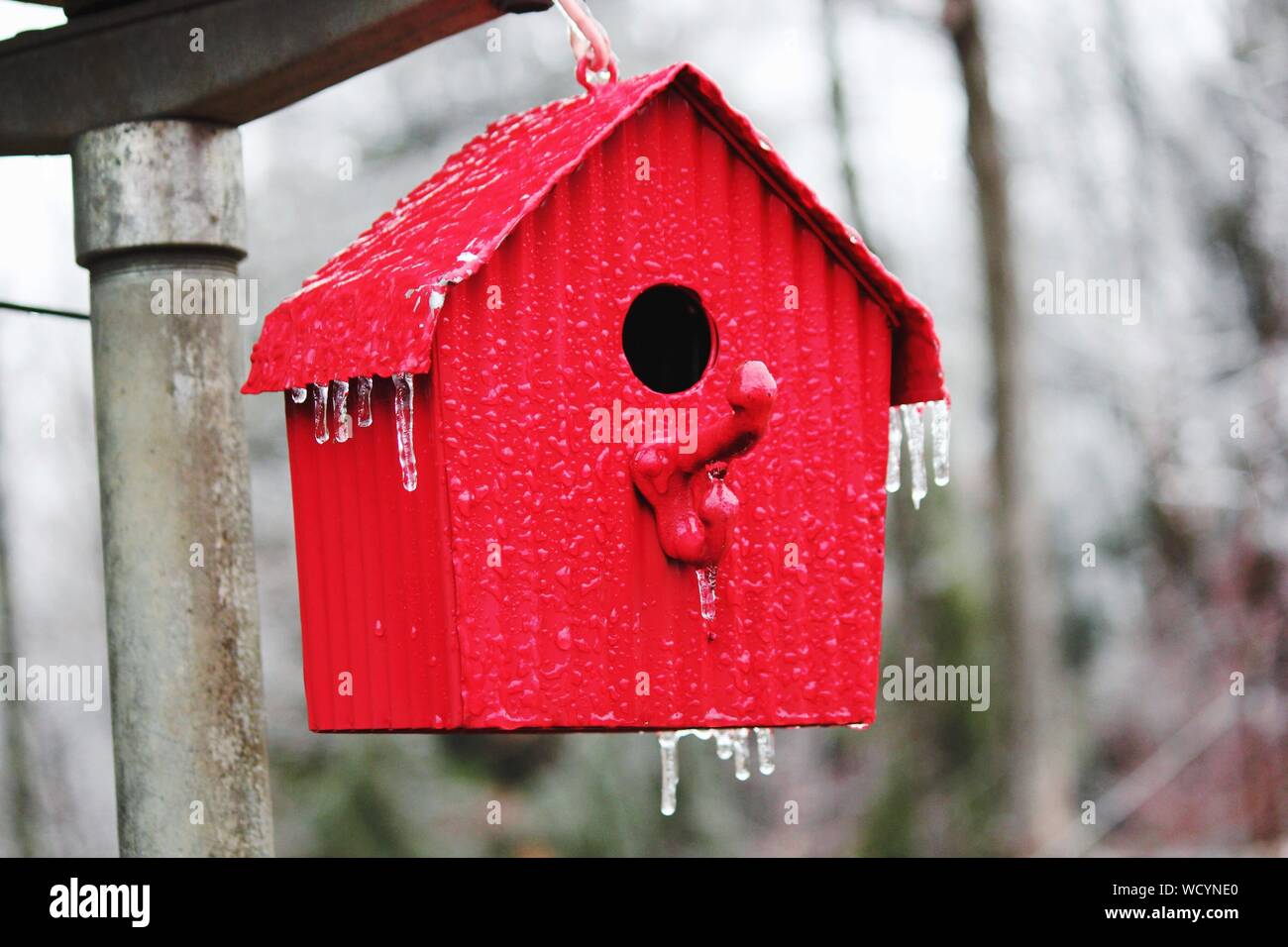 Red house bird hi-res stock photography and images - Alamy