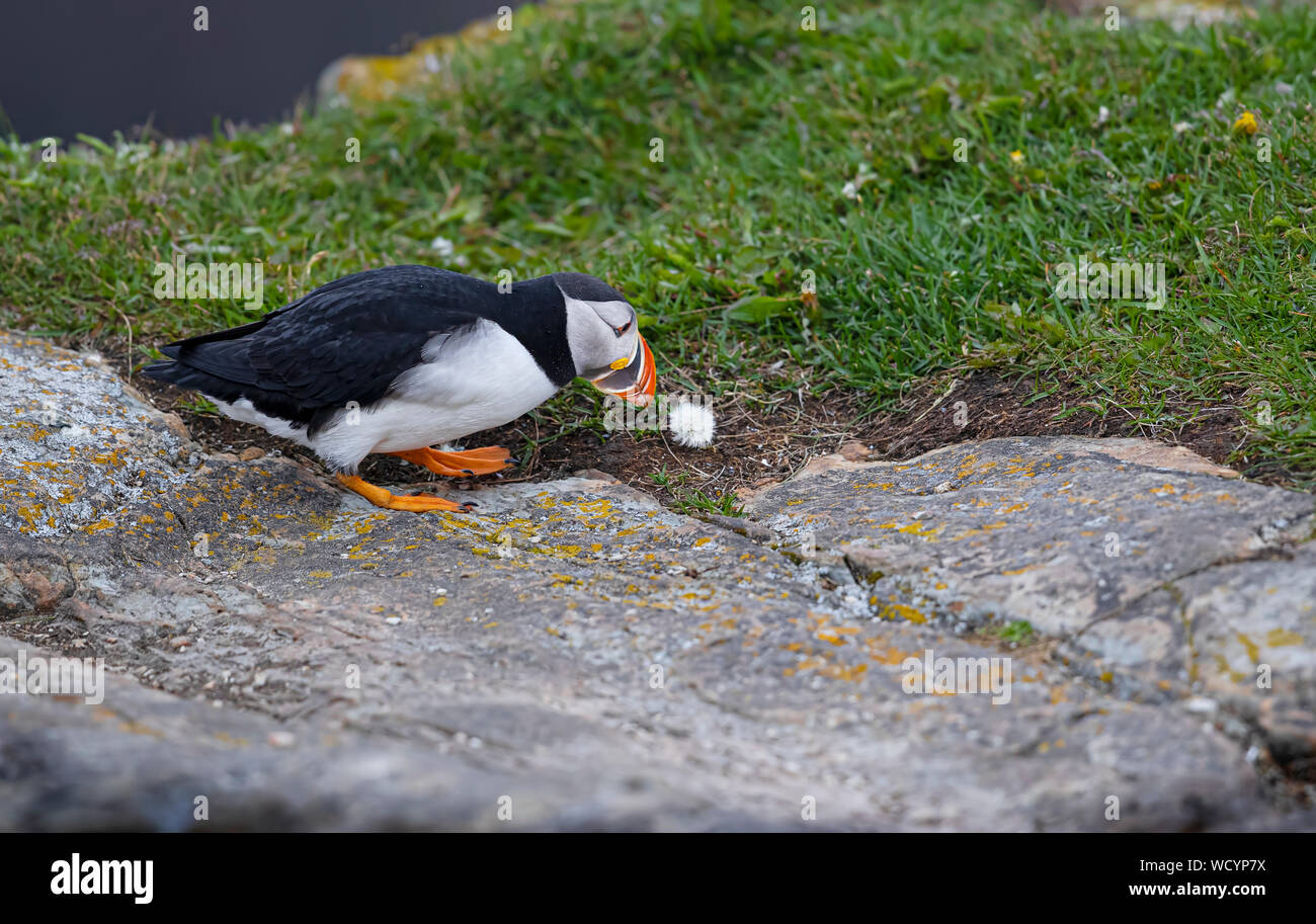 Atlantic Puffins during mating season Stock Photo - Alamy