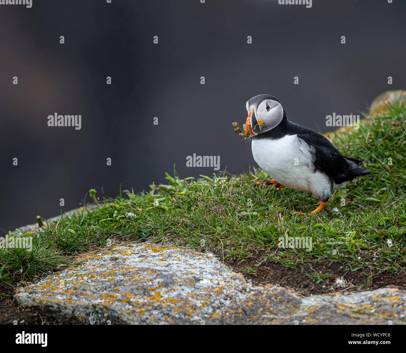 Atlantic Puffins during mating season Stock Photo - Alamy