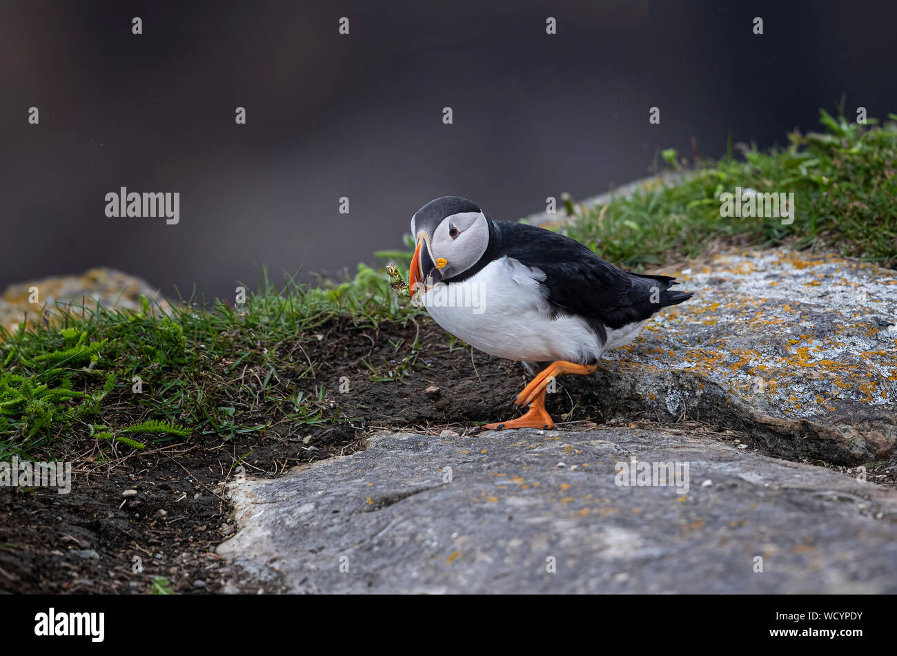 Atlantic puffin dive in water hi-res stock photography and images - Alamy