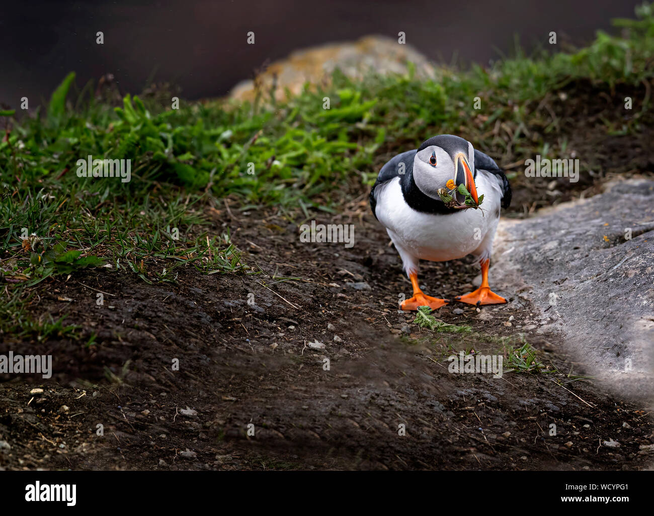 Atlantic Puffins during mating season Stock Photo - Alamy
