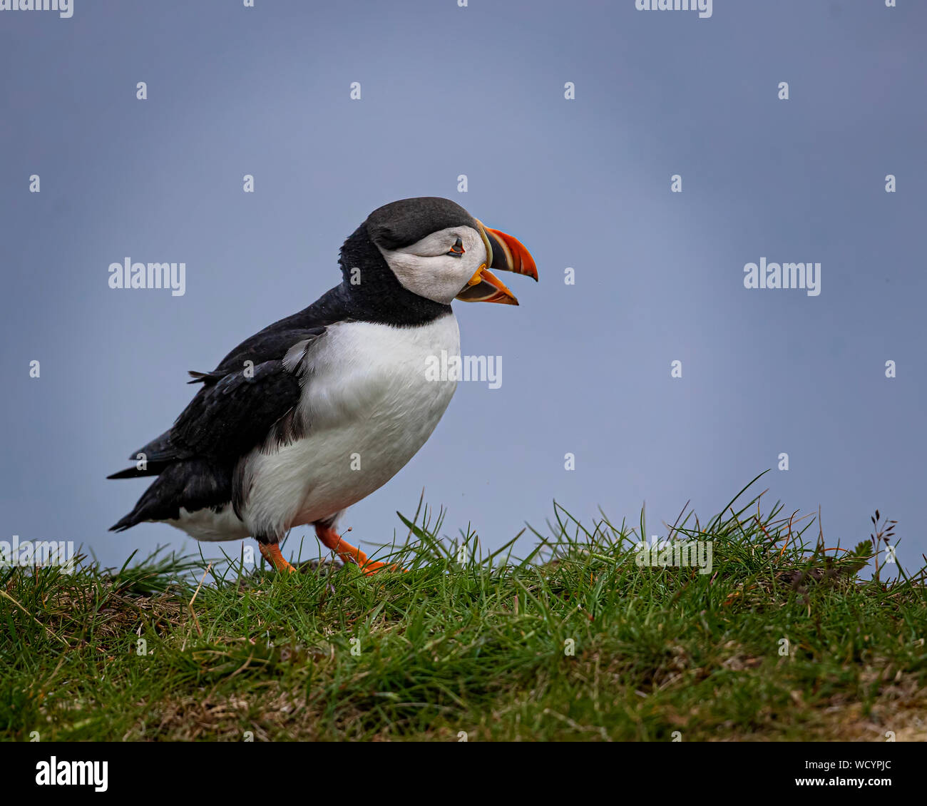 Atlantic Puffins during mating season Stock Photo - Alamy