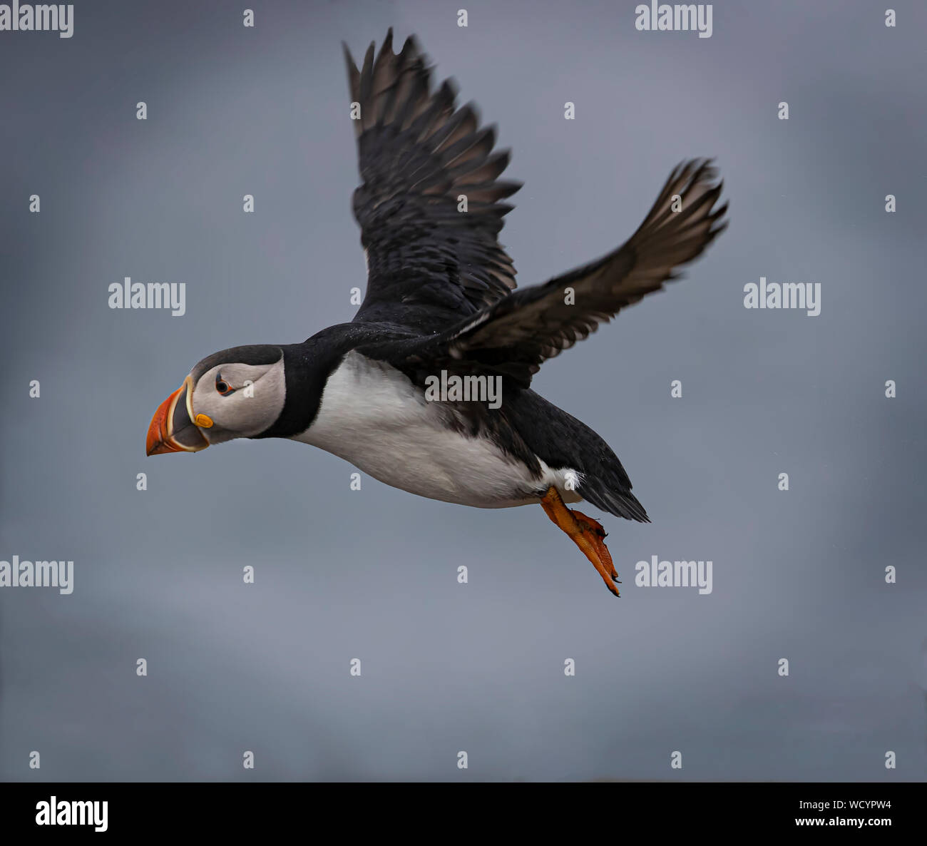 Atlantic Puffins during mating season Stock Photo - Alamy
