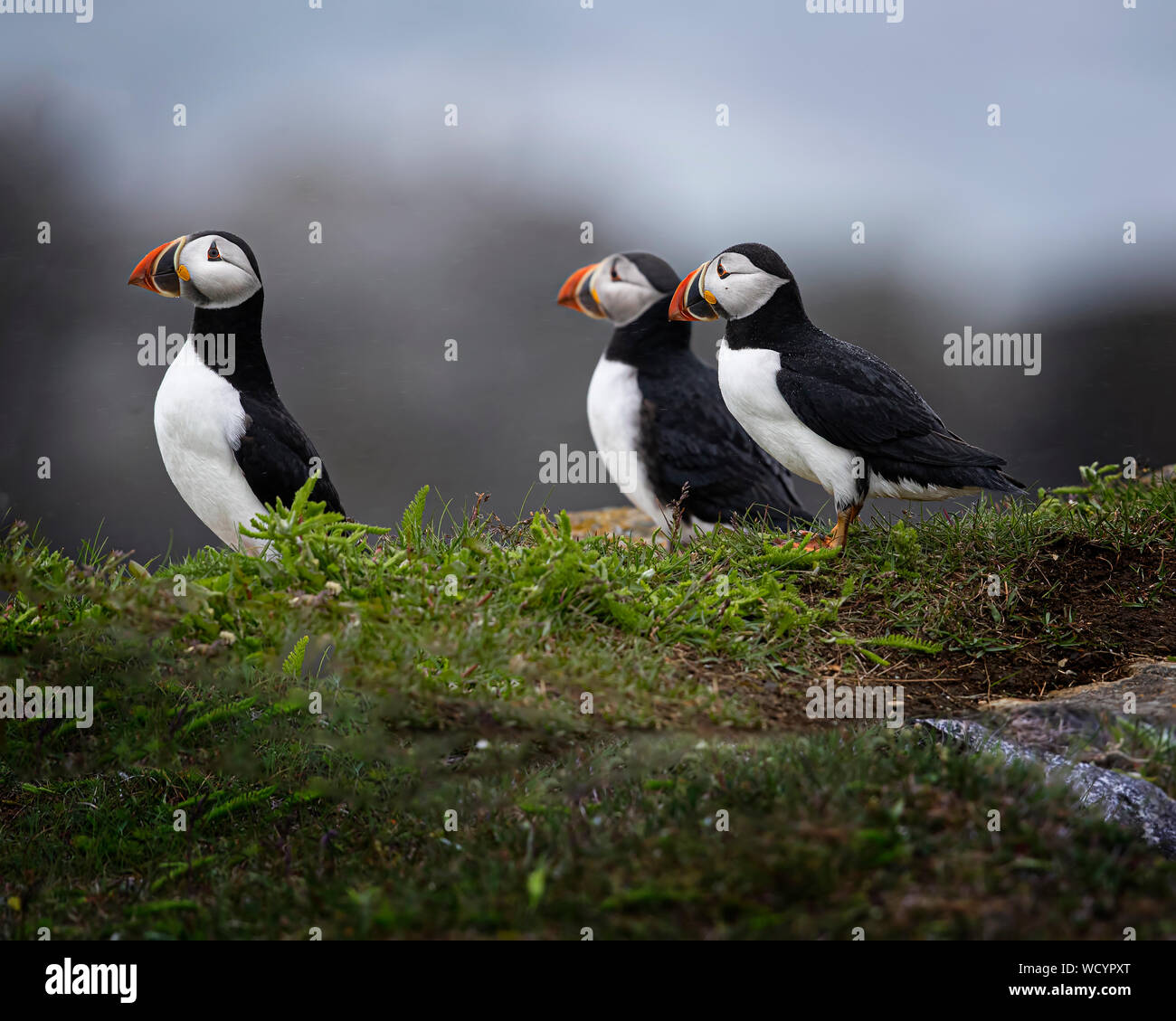 Atlantic Puffins during mating season Stock Photo - Alamy