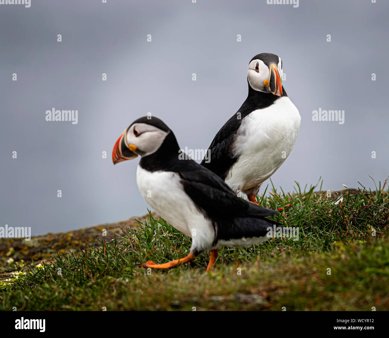 Atlantic Puffins during mating season Stock Photo - Alamy