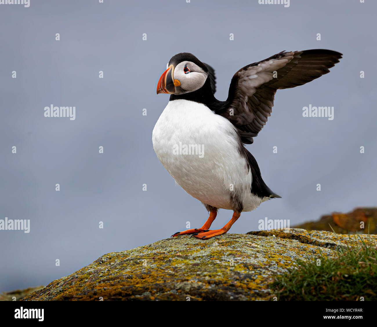 Atlantic Puffins during mating season Stock Photo - Alamy