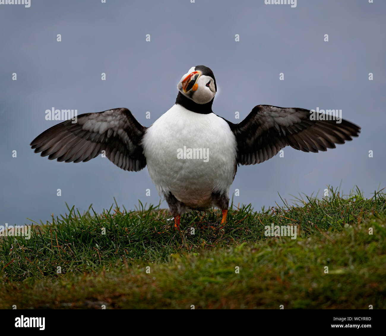 Atlantic Puffins during mating season Stock Photo - Alamy