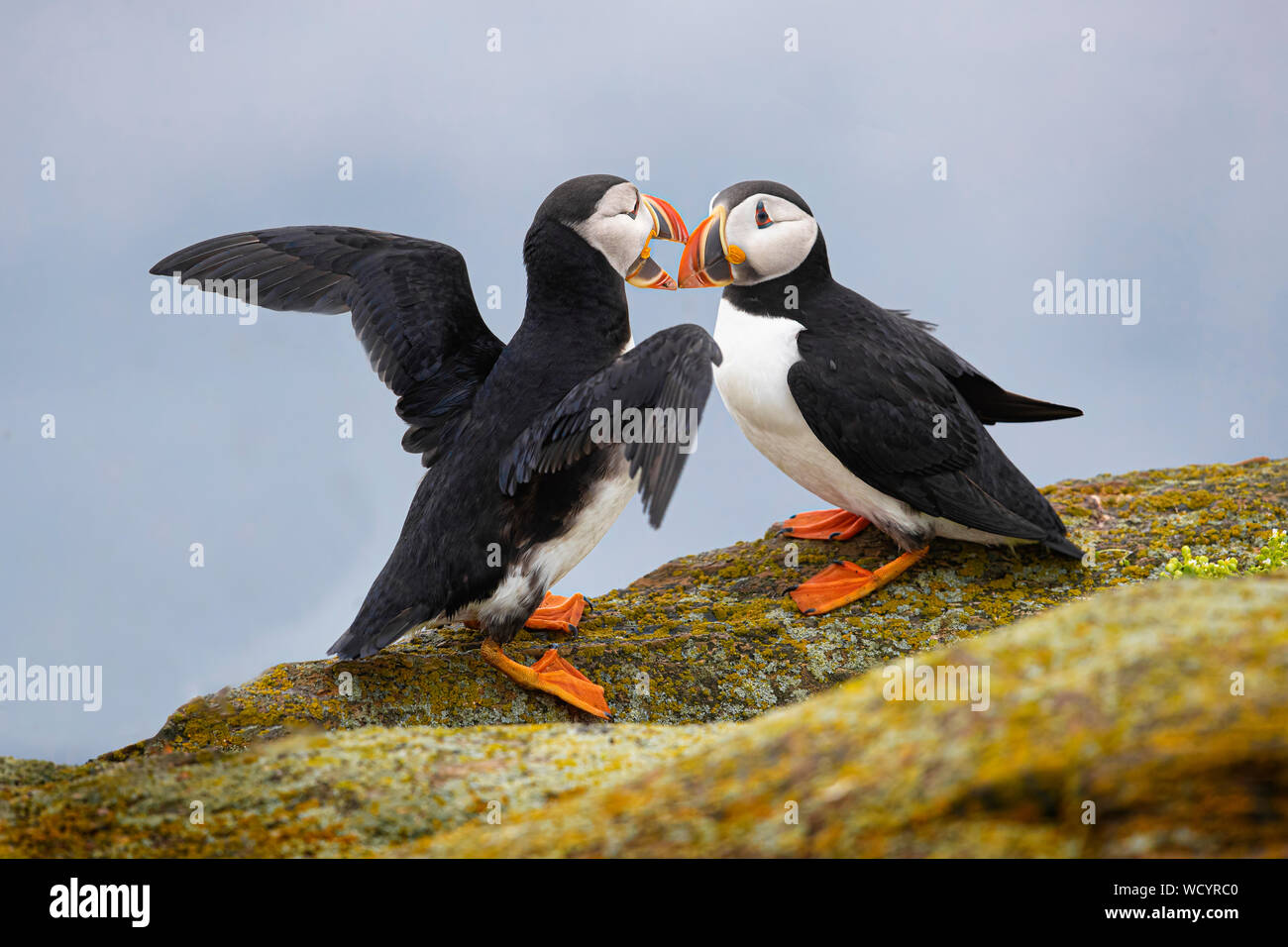 Atlantic Puffins during mating season Stock Photo - Alamy
