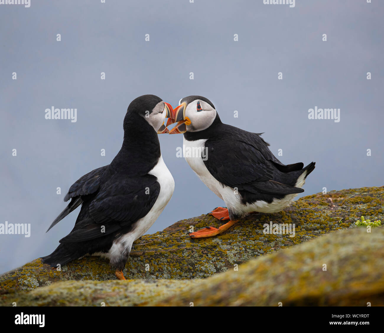 Atlantic Puffins during mating season Stock Photo - Alamy