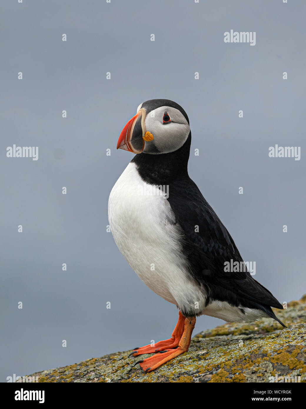 Atlantic Puffins during mating season Stock Photo - Alamy