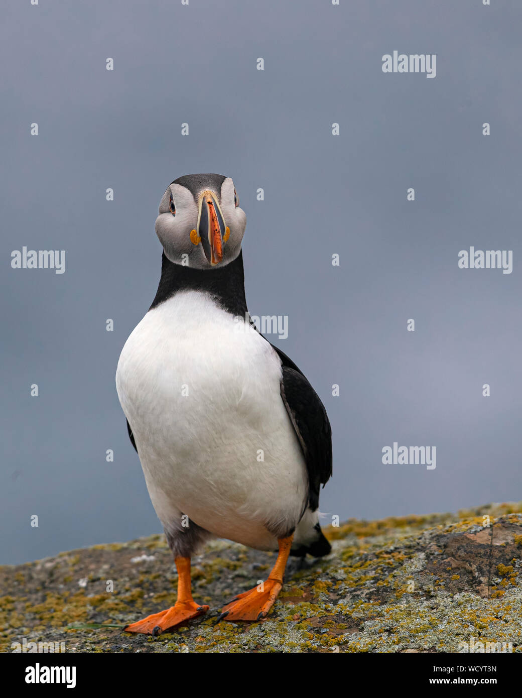 Atlantic Puffins during mating season Stock Photo - Alamy