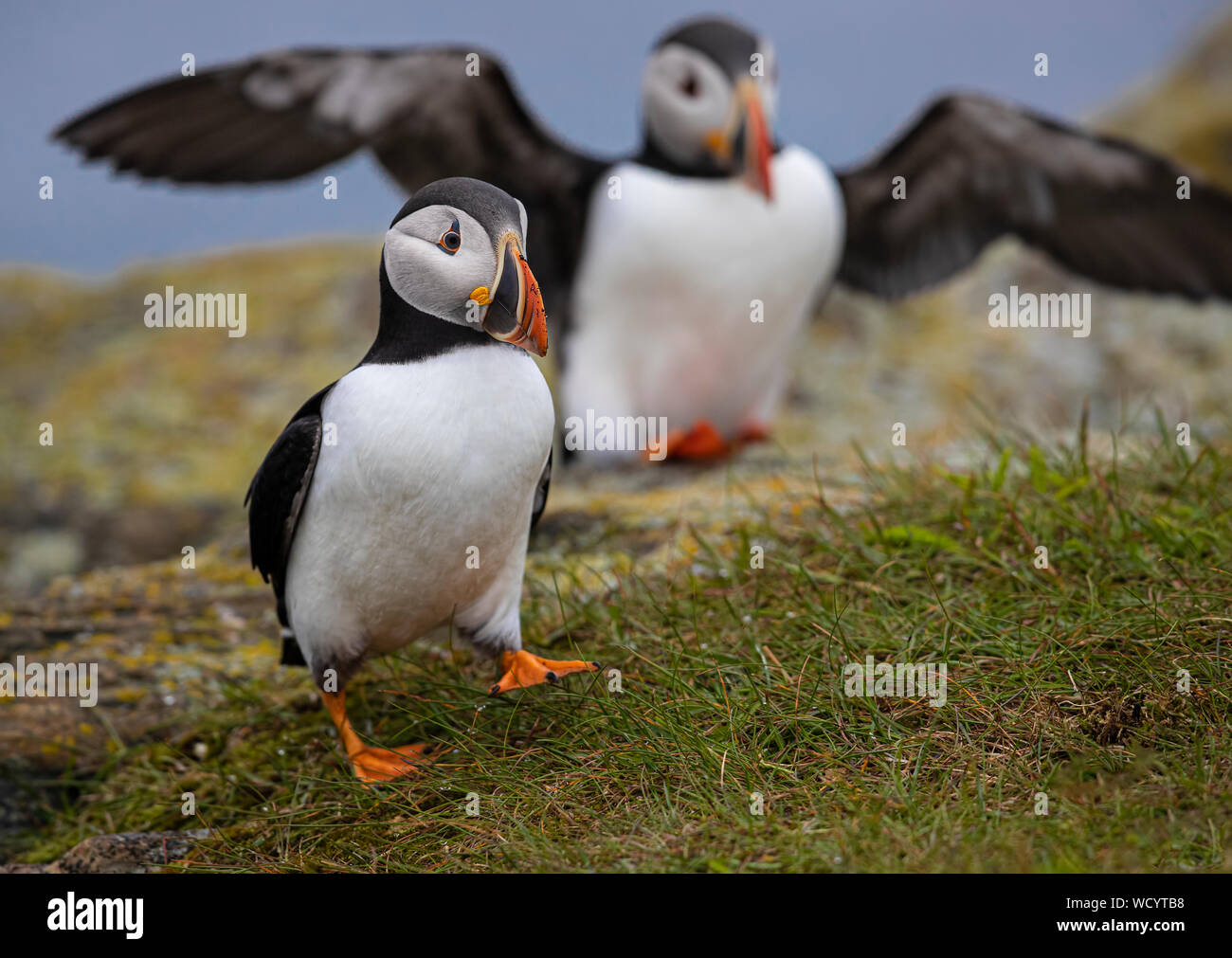Atlantic puffin dive in water hi-res stock photography and images - Alamy