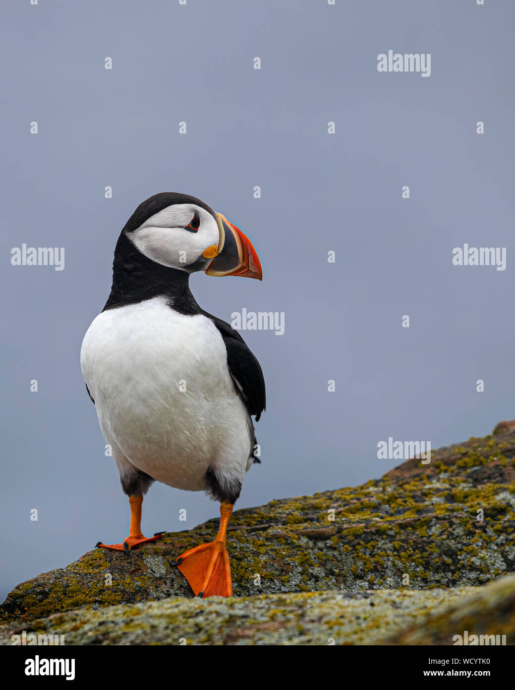 Atlantic puffin dive in water hi-res stock photography and images - Alamy