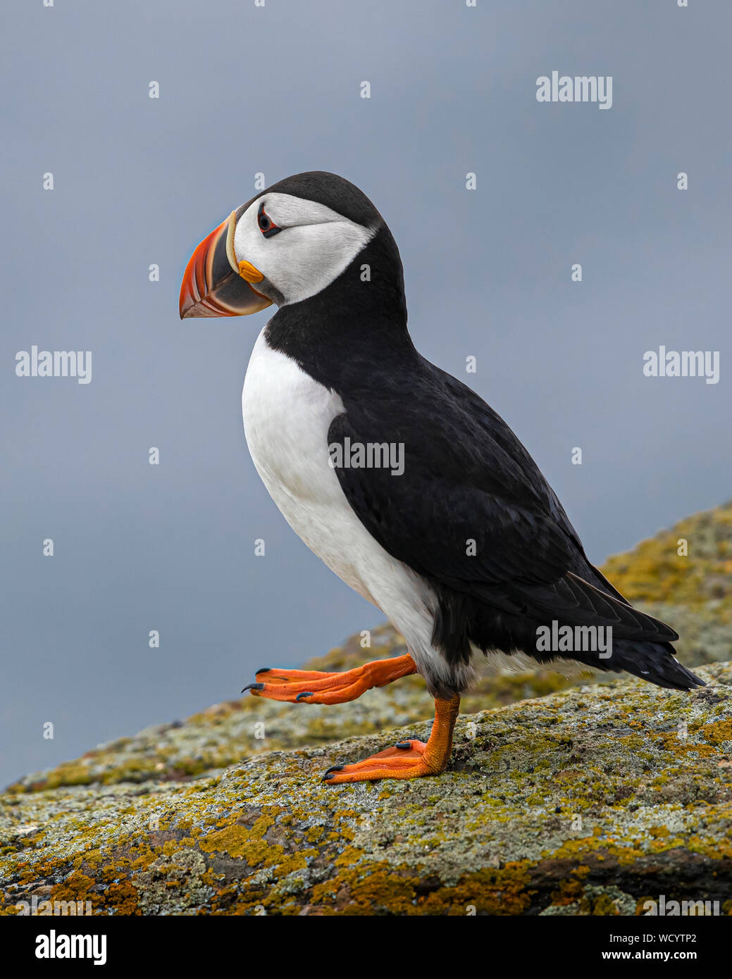 Atlantic Puffins during mating season Stock Photo - Alamy