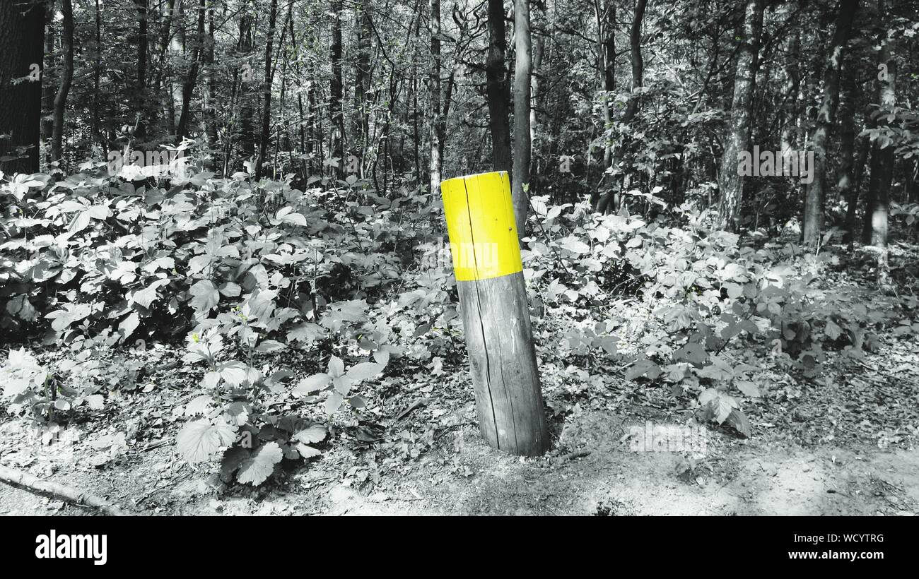 Pole forest hi-res stock photography and images - Alamy