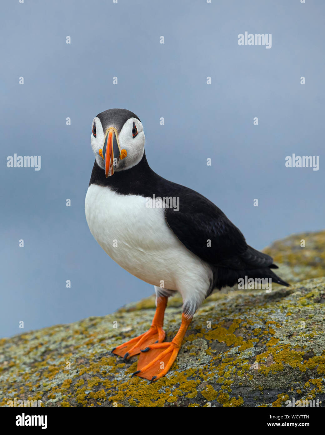 Atlantic puffin dive in water hi-res stock photography and images - Alamy