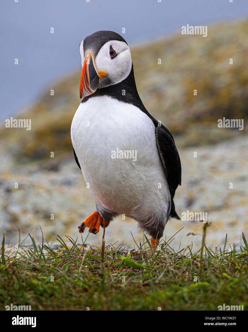 Atlantic Puffins during mating season Stock Photo - Alamy