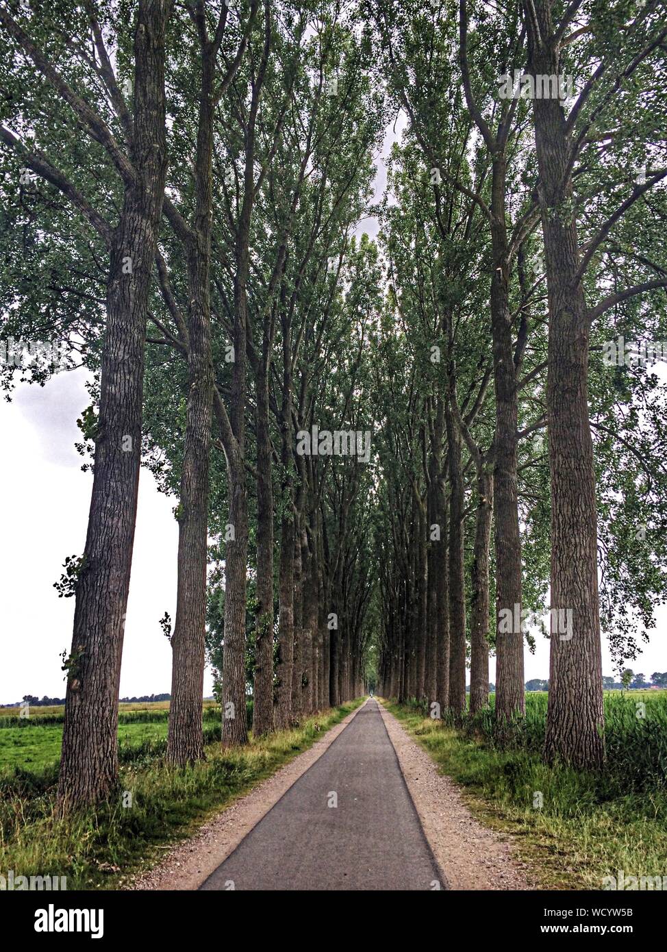 Tall narrow trees hi-res stock photography and images - Alamy