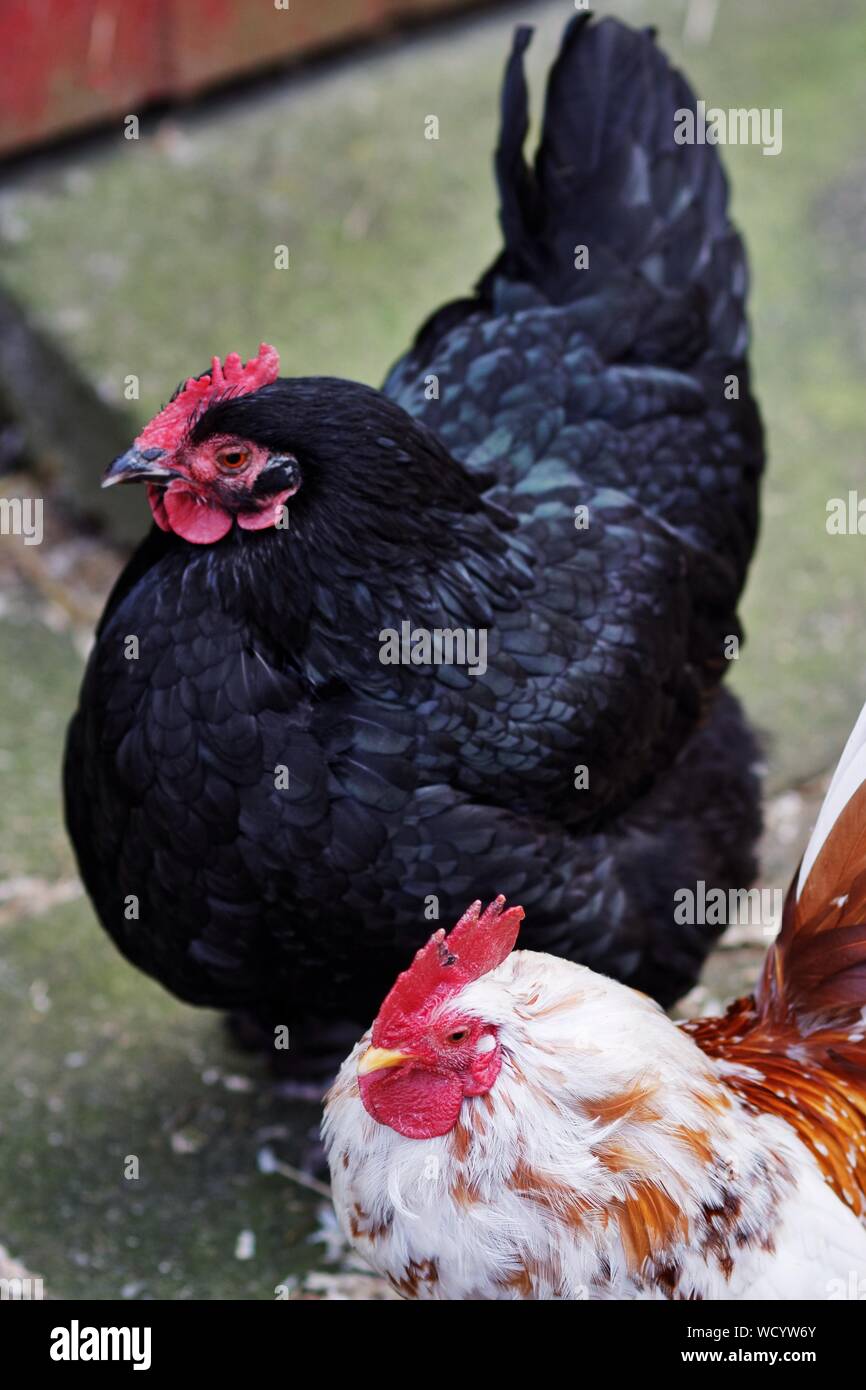 Rooster on hen hi-res stock photography and images - Alamy