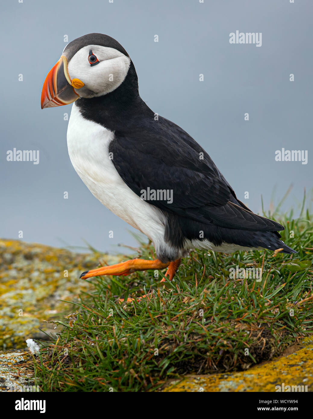 Atlantic Puffins during mating season Stock Photo - Alamy