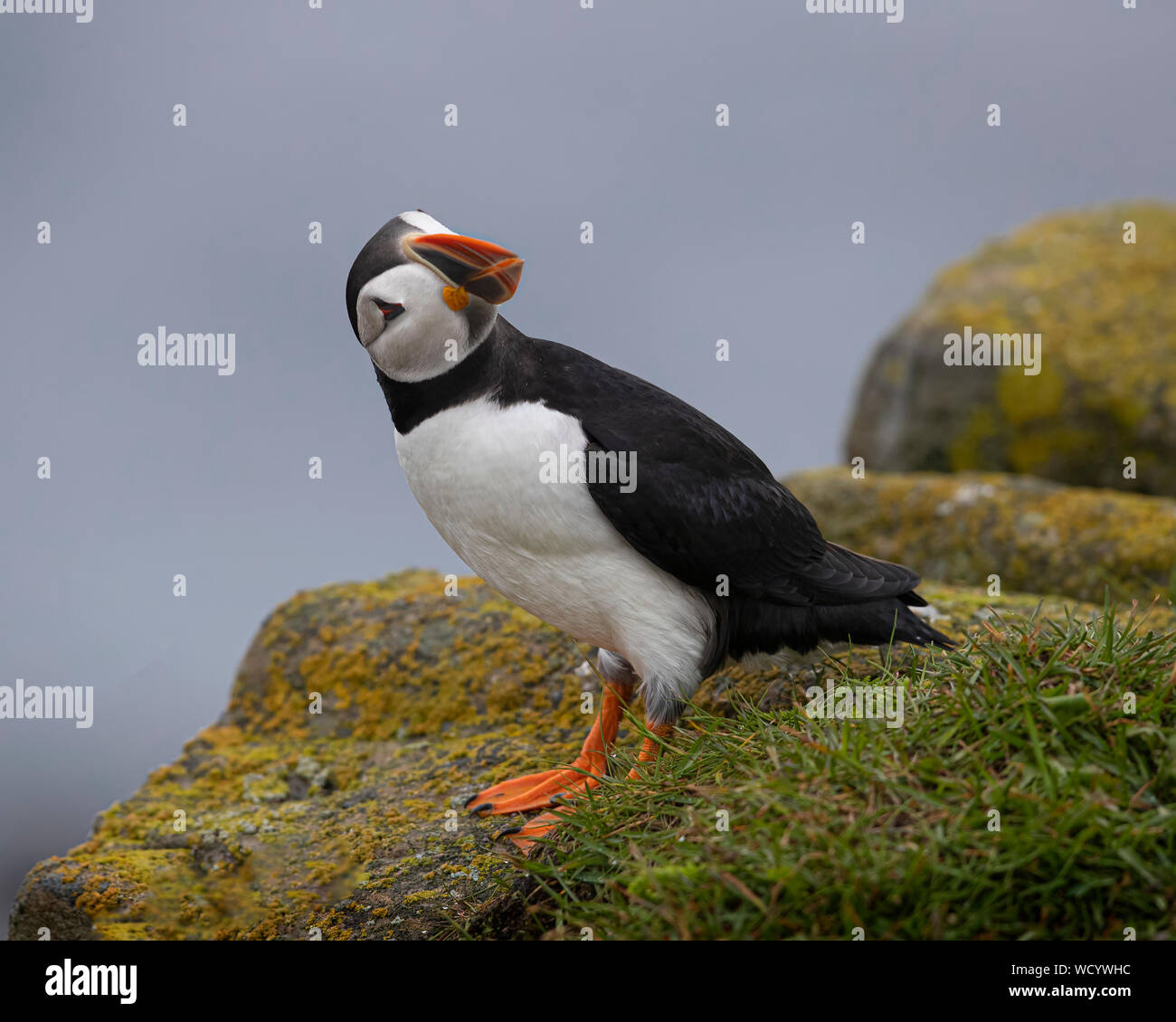 Atlantic puffin dive in water hi-res stock photography and images - Alamy