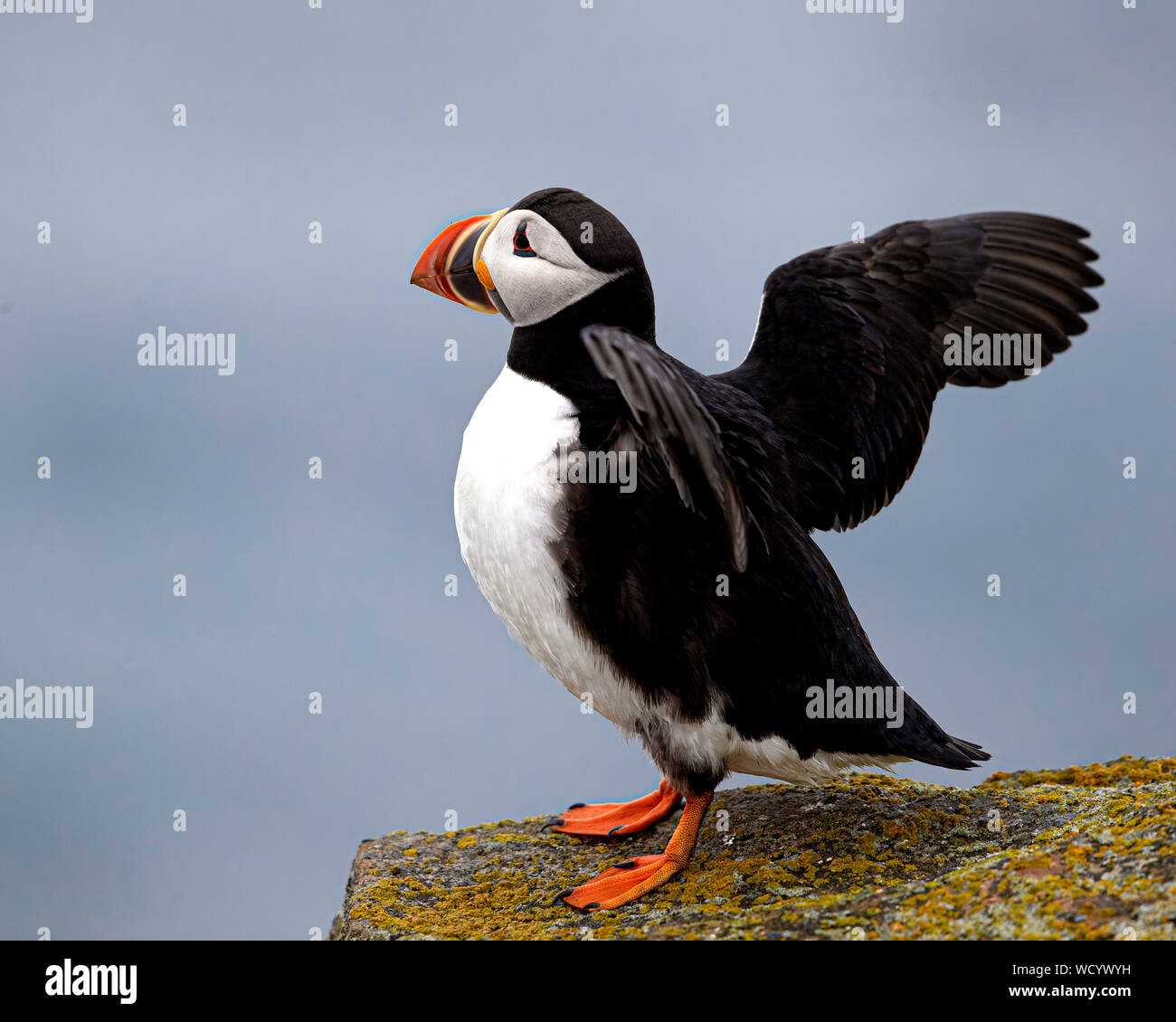 Atlantic Puffins during mating season Stock Photo - Alamy