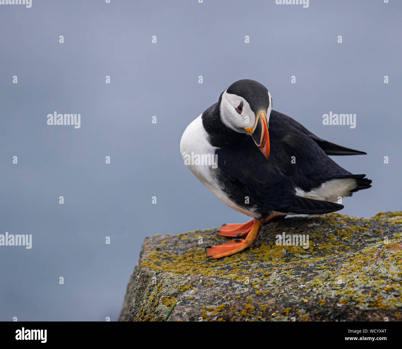 Atlantic Puffins during mating season Stock Photo - Alamy