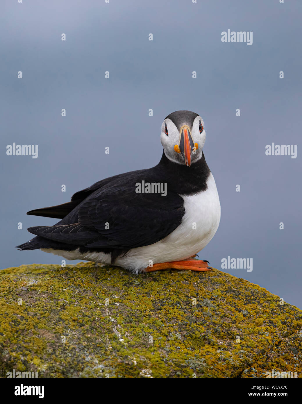 Atlantic Puffins during mating season Stock Photo - Alamy