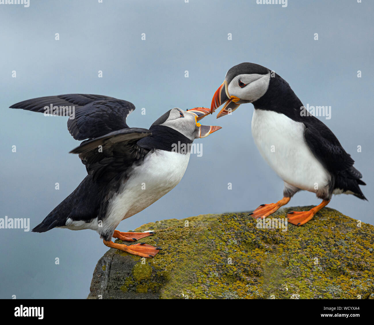 Atlantic Puffins during mating season Stock Photo - Alamy