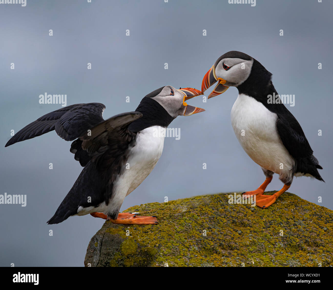 Atlantic Puffins during mating season Stock Photo - Alamy