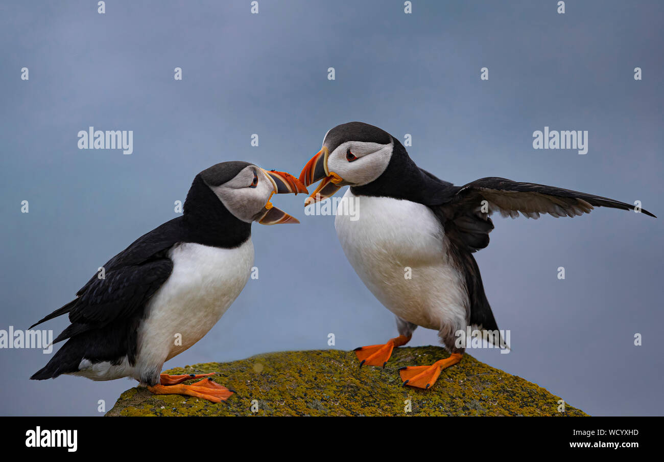 Atlantic Puffins during mating season Stock Photo - Alamy