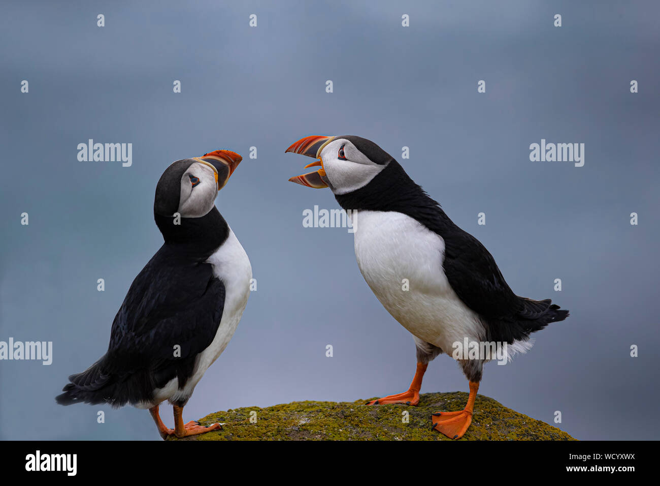 Atlantic puffin dive in water hi-res stock photography and images - Alamy